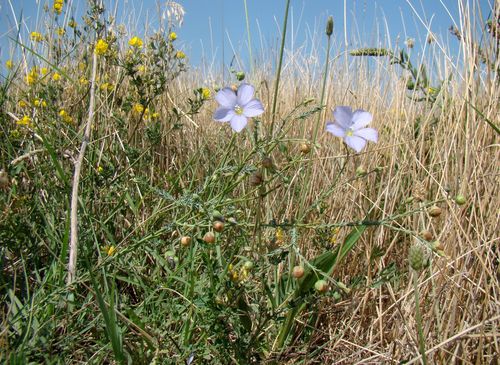Linum squamulosum · iNaturalist