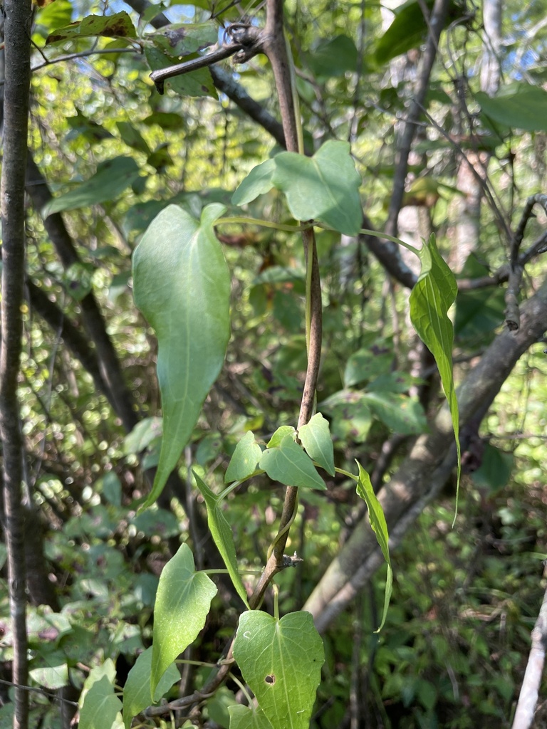 climbing hempvine in August 2023 by terryskinner · iNaturalist