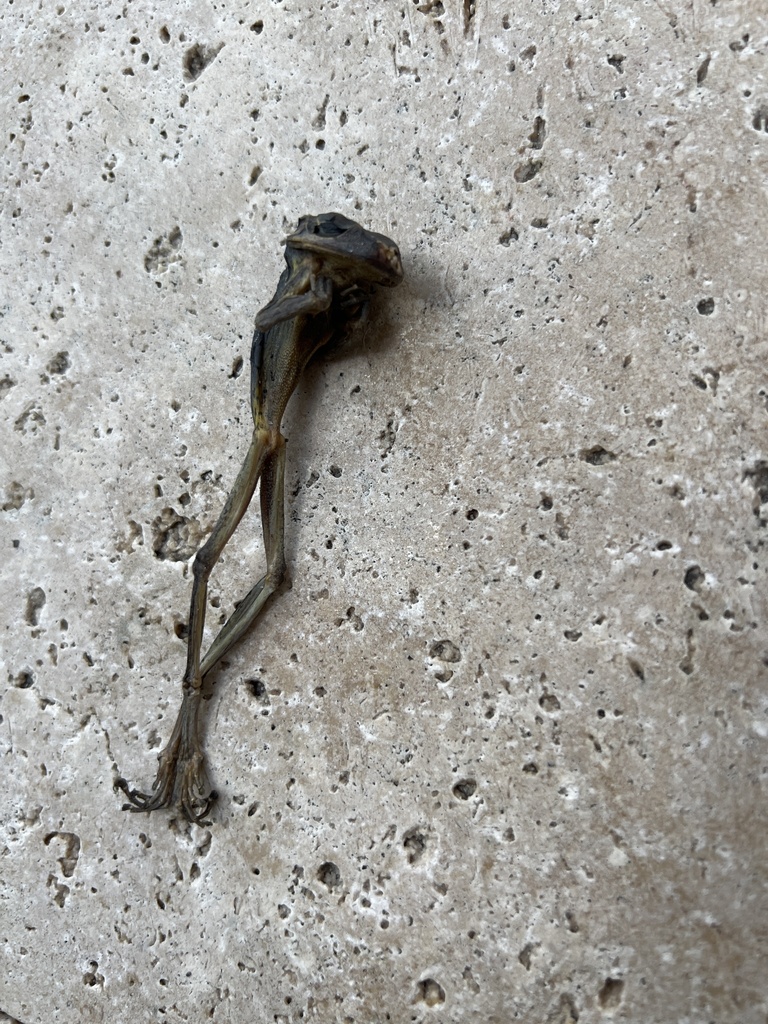 Cuban Tree Frog from Davis Islands, Tampa, FL, US on August 19, 2023 at ...