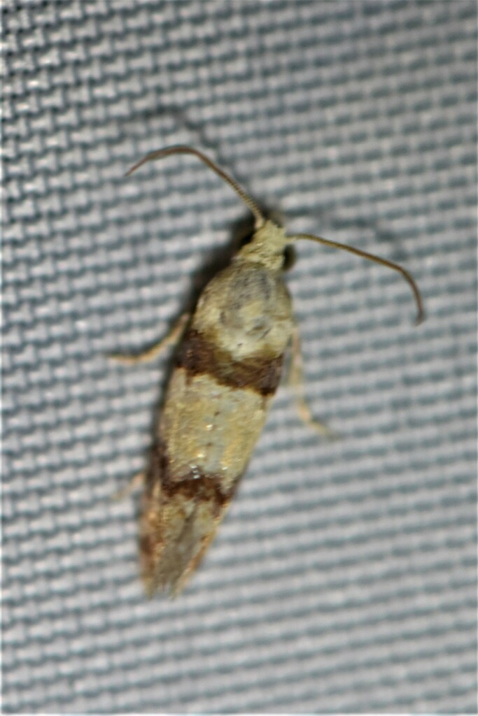 Subtropical Pine Tip Moth from Tiger Creek, Florida, USA on August 18 ...