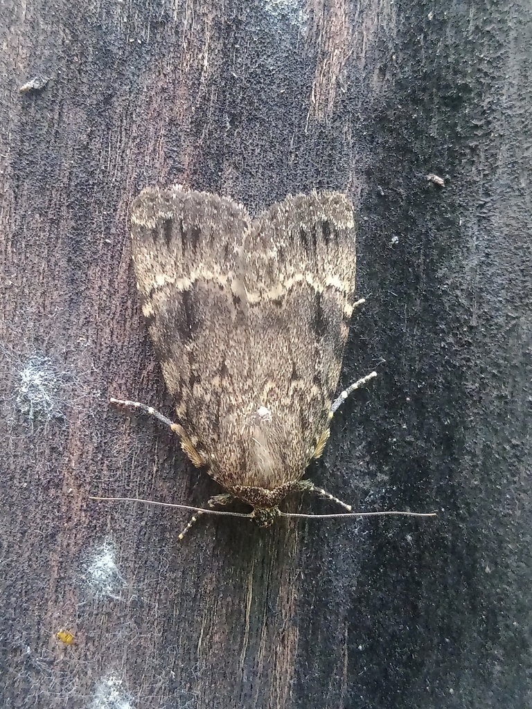 Eurasian Copper Underwing Complex from Нижний Новгород, Нижегородская ...