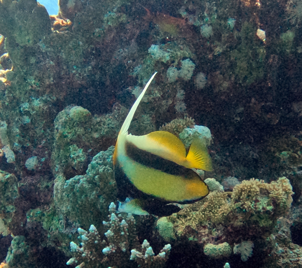 Red Sea Bannerfish from Tabuk, SA on August 19, 2023 at 01:41 PM by ...