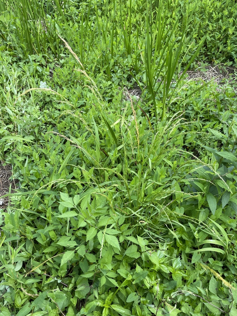 prairie wedge grass from Cross River, NY 10518, USA on June 29, 2023 at ...
