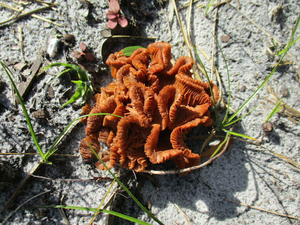 Fungi Including Lichens from Polk County, FL, USA on January 23, 2016 ...