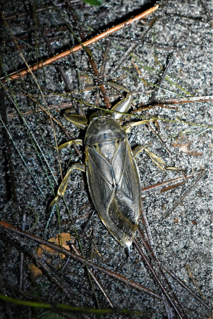 Uhler's Giant Water Bug from Tiger Creek, Florida, USA on August 18 ...