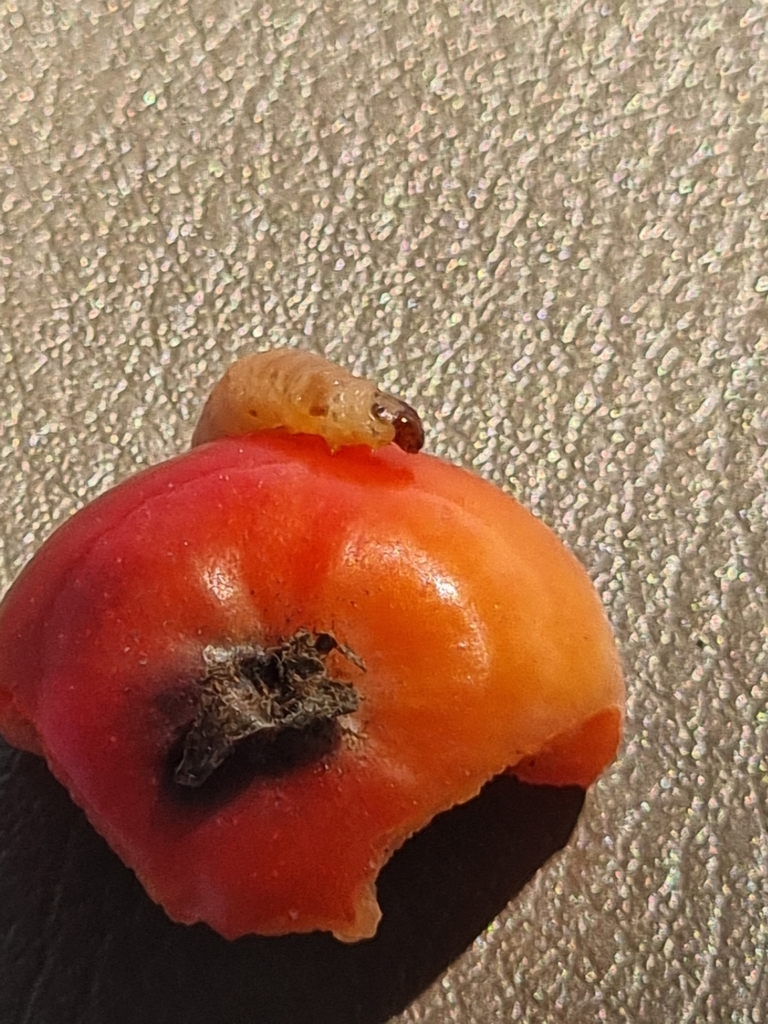 Apple Maggot from Brucefield, Bluewater, ON N0M, Canada on August 19 ...