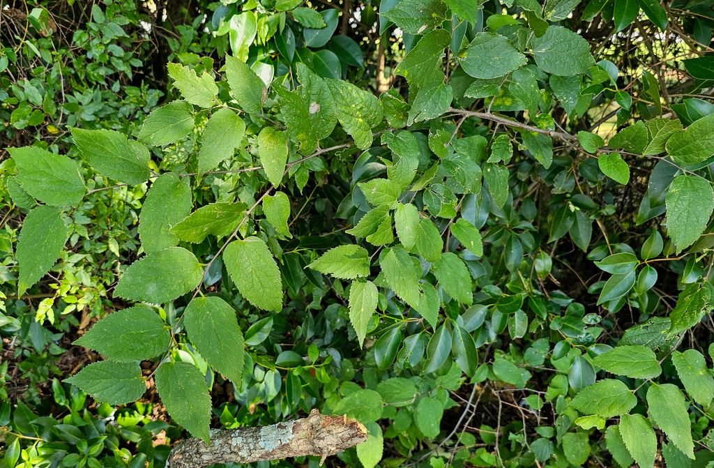 common hackberry in August 2023 by grinnin. For the Hackberry Mosaic ...