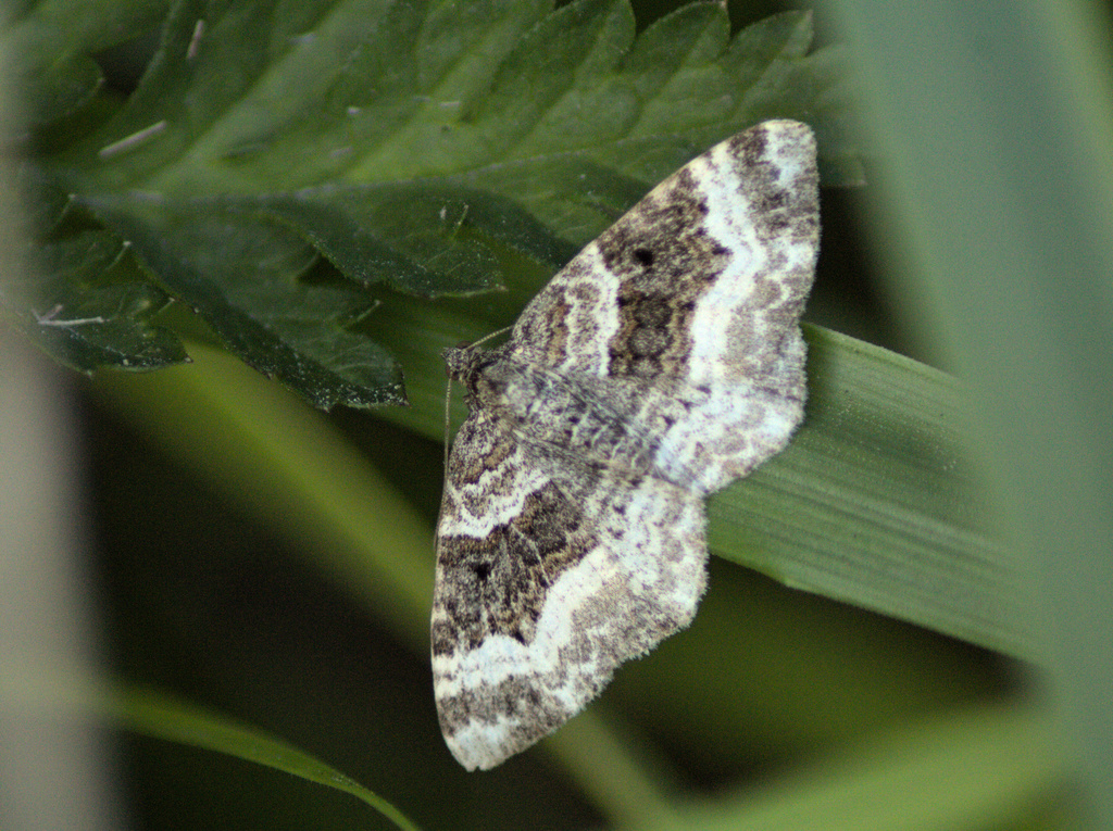 Common Carpet Moth from 76660 Bures-en-Bray, France on August 19, 2023 ...