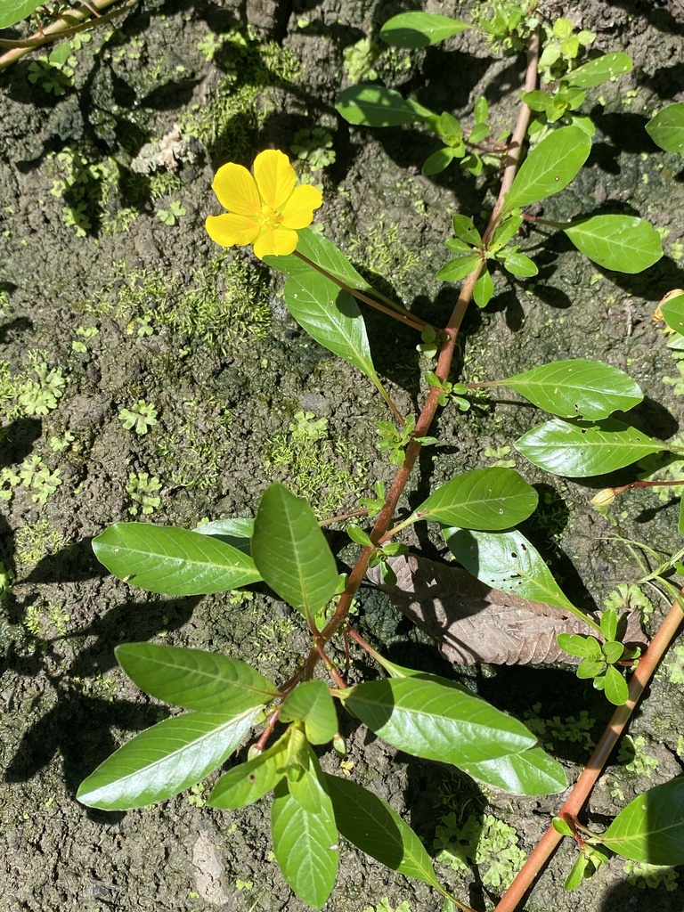 floating primrose-willow in August 2023 by Christopher David Benda ...