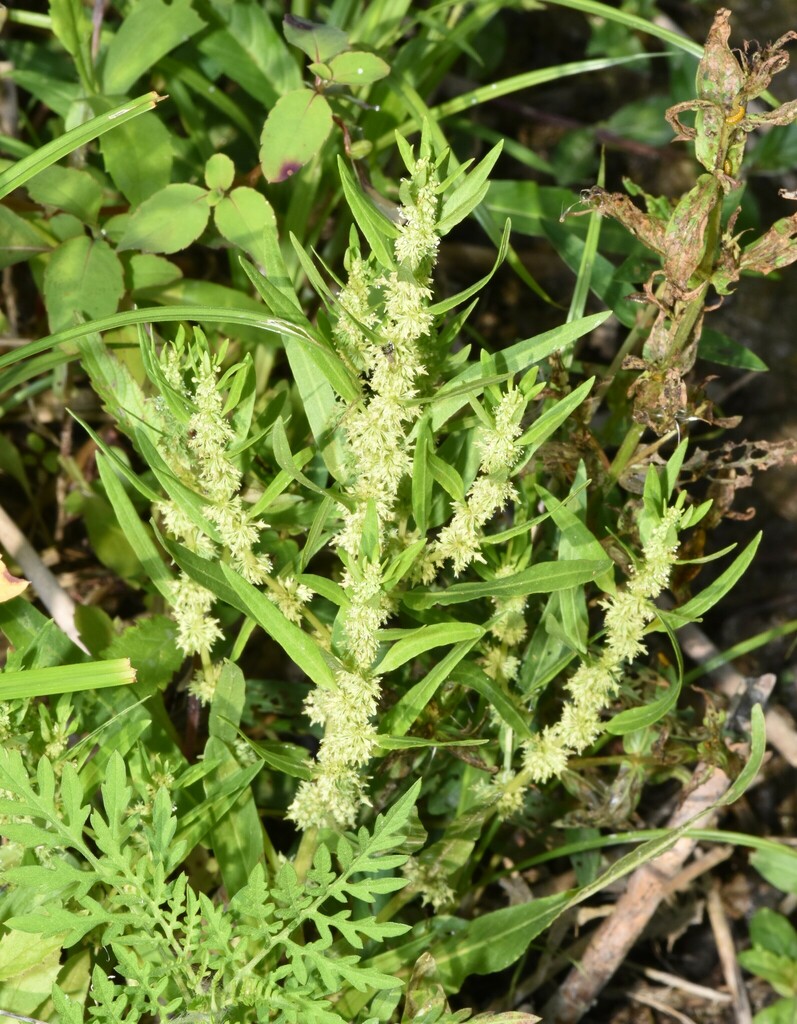 golden dock from Haldimand County, ON, Canada on August 5, 2023 at 09: ...