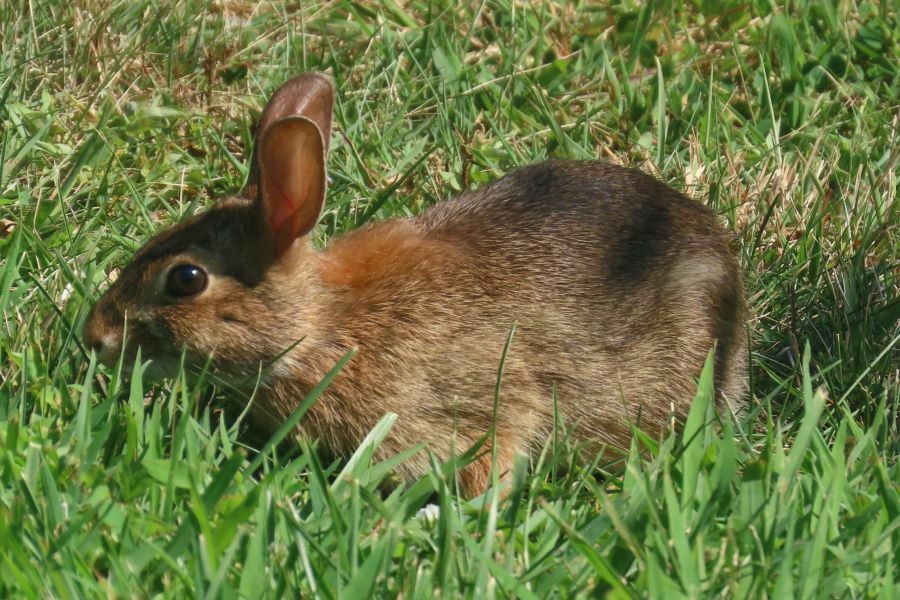 Eastern Cottontail from Bristow, VA, USA on August 19, 2023 at 10:40 AM ...