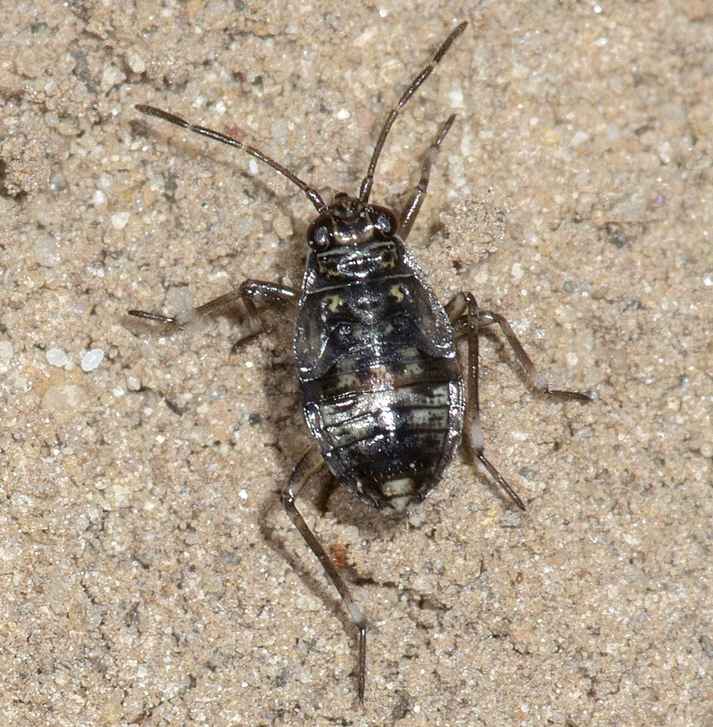 Shore bugs from Tucker County, WV, USA on June 9, 2020 at 03:06 PM by ...