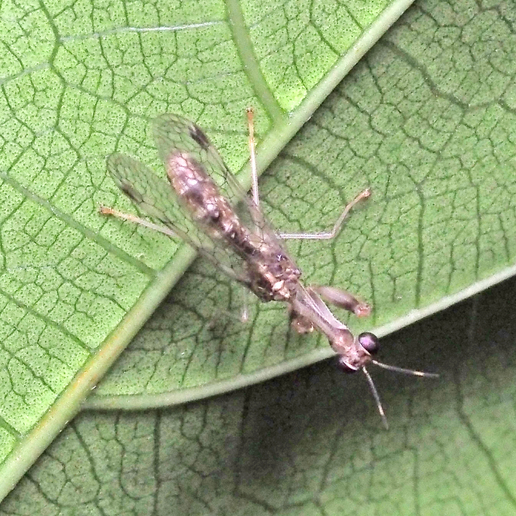 Mantidflies from Kuala Lumpur, Malaysia on January 18, 2019 at 09:10 PM ...