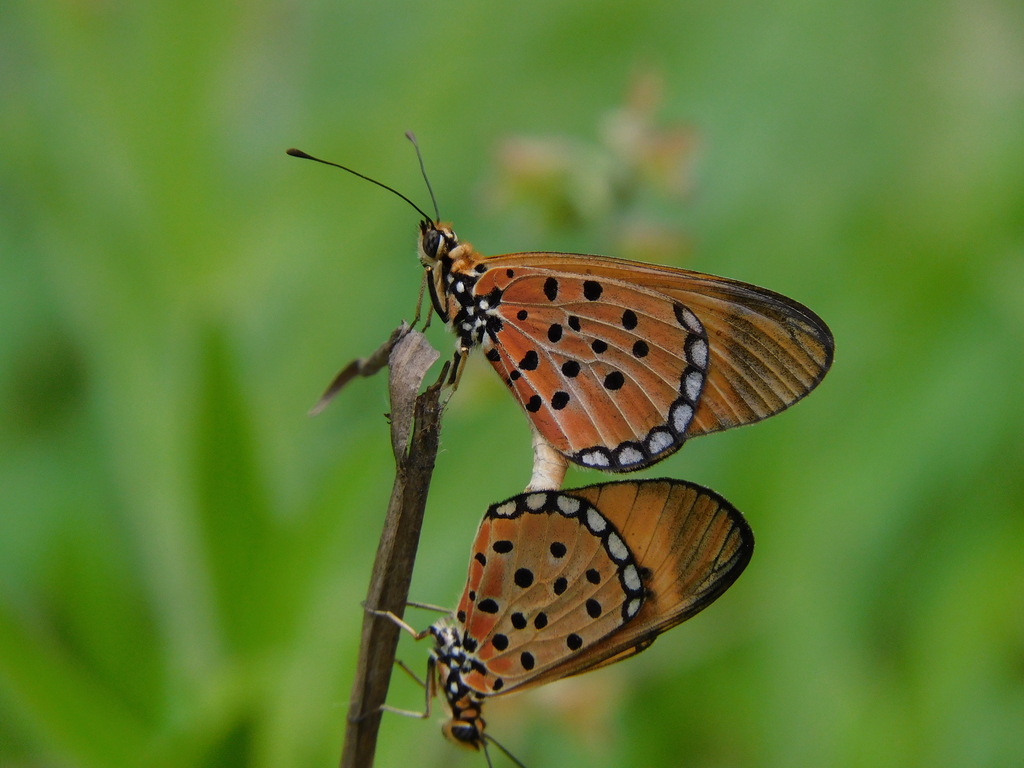 Black Tip Acraea from Pebane, Mozambique on August 17, 2023 at 01:16 PM ...