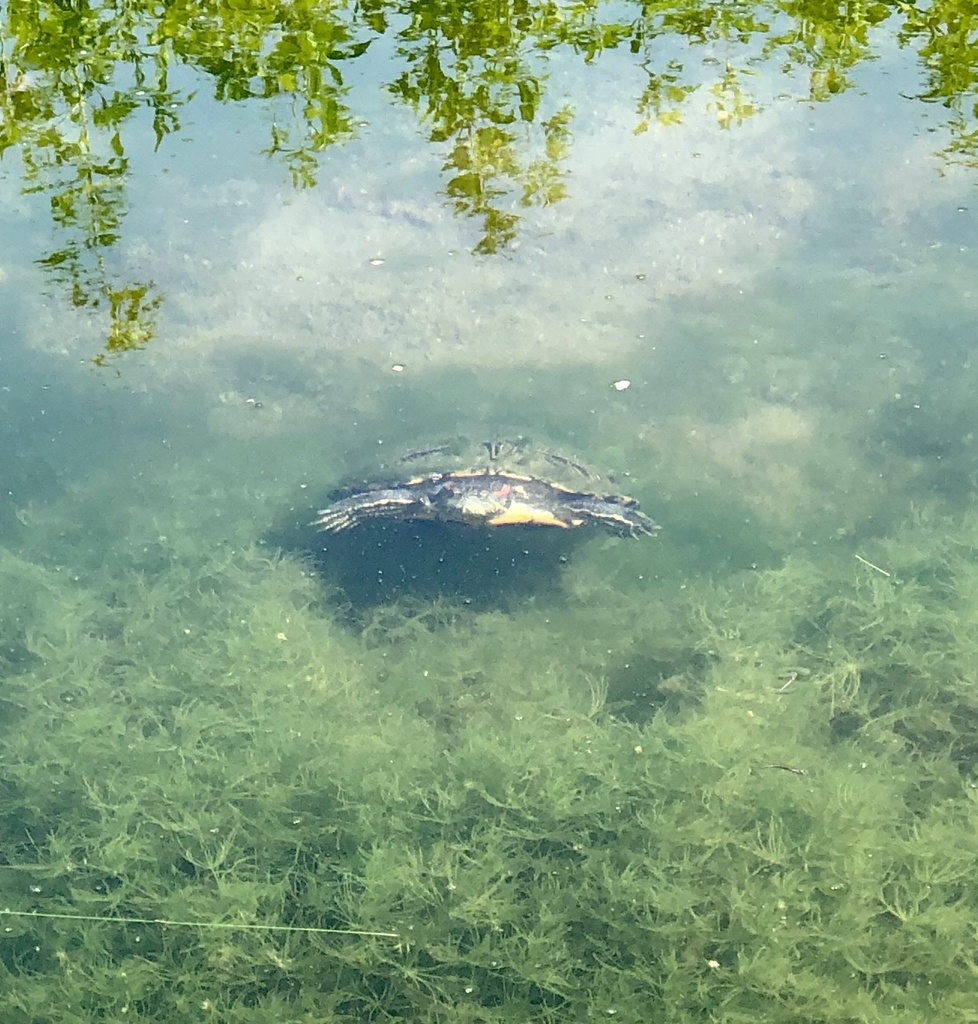 Red-eared Slider from Brand Rd, Richardson, TX, US on August 19, 2023 ...