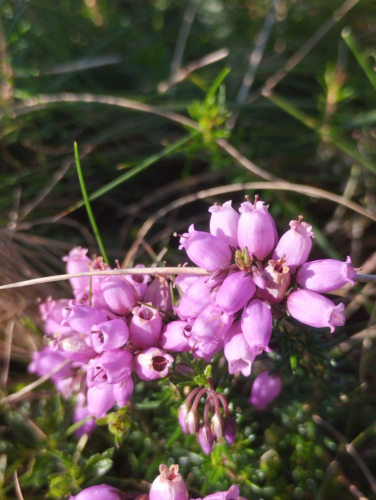 Bell Heather from Comunidad Foral de Navarra, ES-NA-NV, ES on August 19 ...