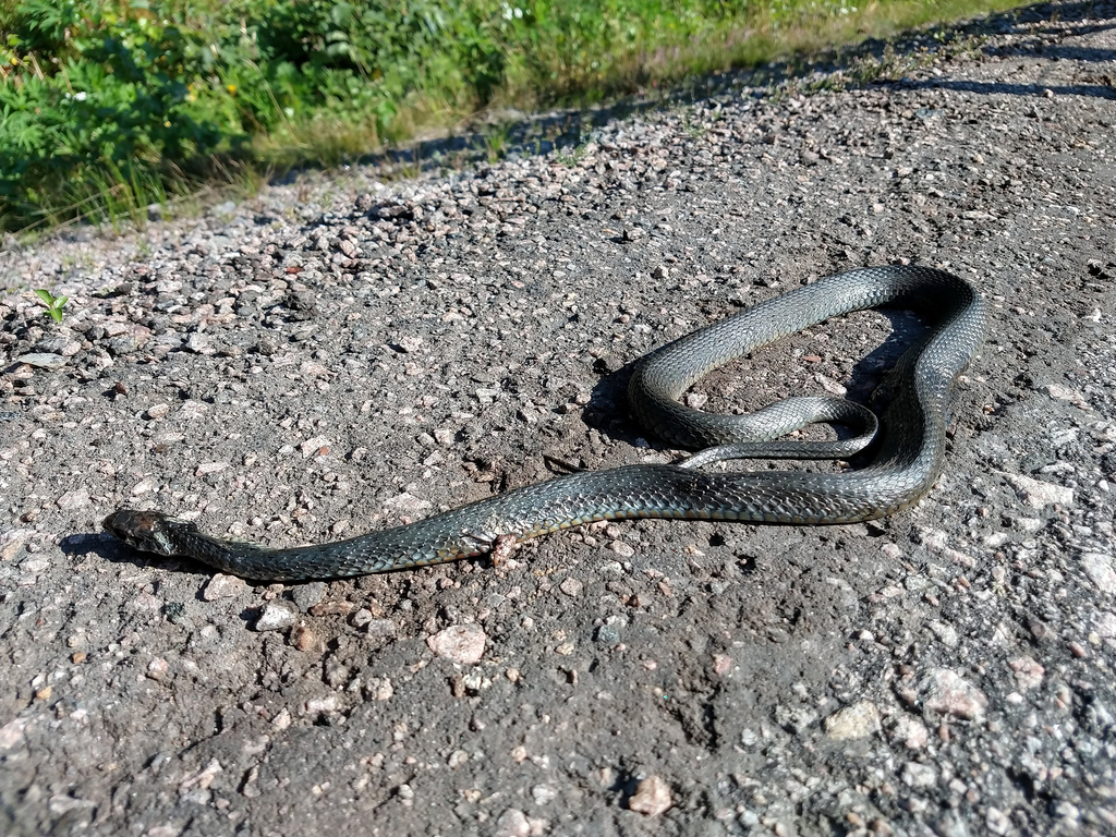 grass snake from Hagfors, Zweden on July 24, 2019 at 08:44 PM by ...