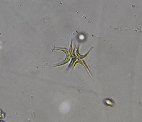 Pectinodesmus pectinatus · iNaturalist United Kingdom