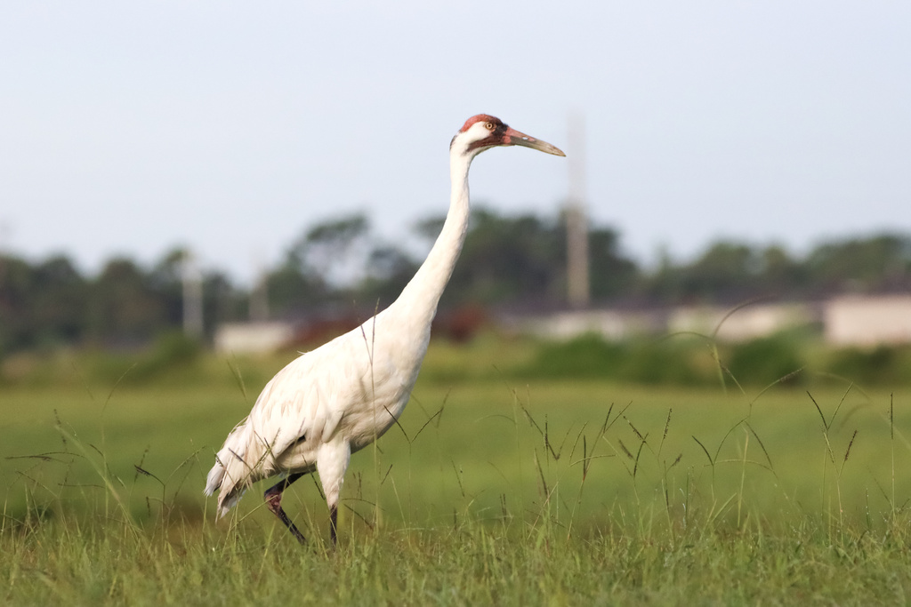 Whooping Crane in August 2023 by Alexander DeBear · iNaturalist