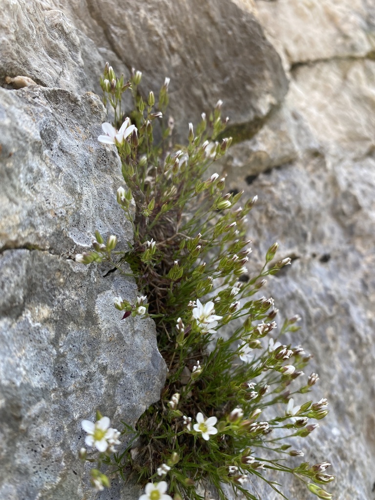 Minuartia recurva oreina from Мостовский район, Краснодарский край, RU ...