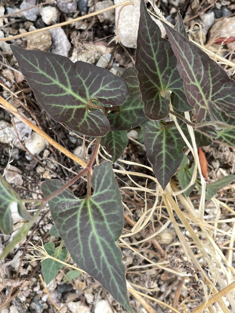 southwestern pipevine from Coronado National Forest, Tucson, AZ, US on ...