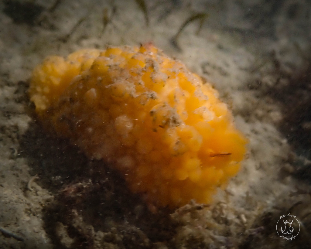 Warty Doris from North Atlantic Ocean, Jersey, GB on August 19, 2023 at ...