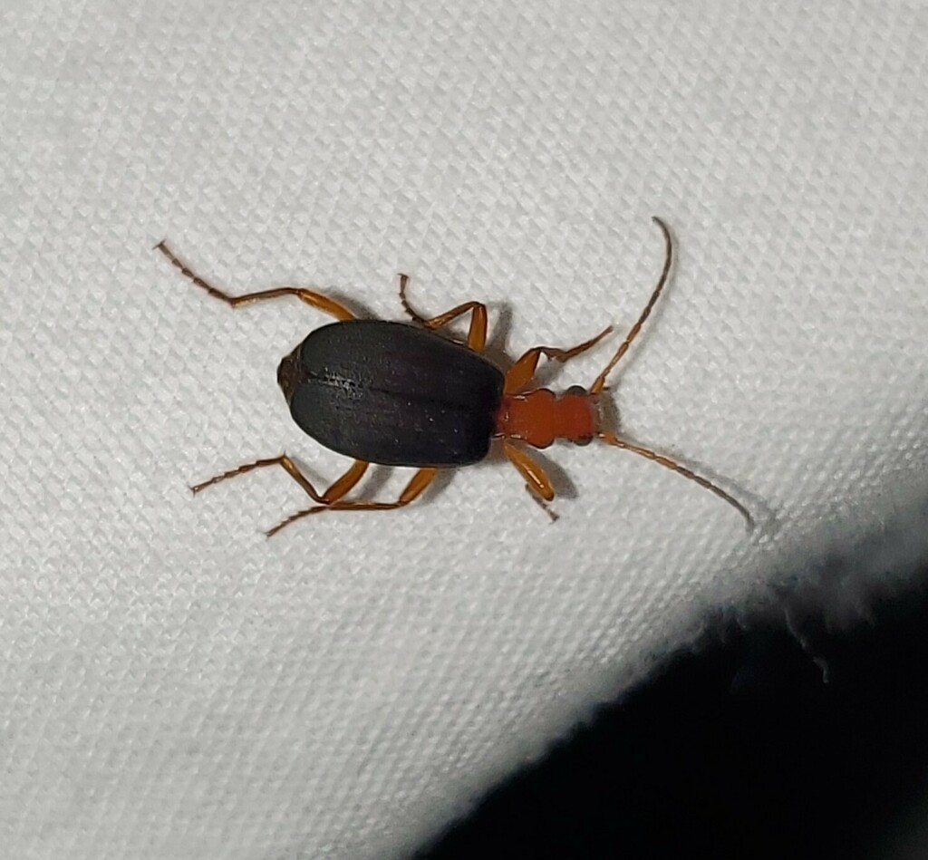 Brachinus texanus from San Saba County, TX, USA on August 15, 2023 at ...