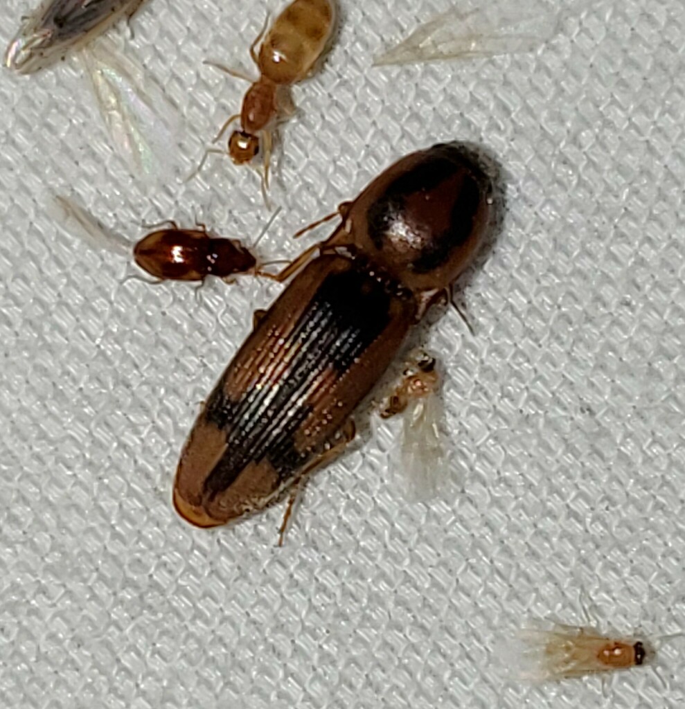 Sweet Click Beetle from San Saba County, TX, USA on August 15, 2023 at ...