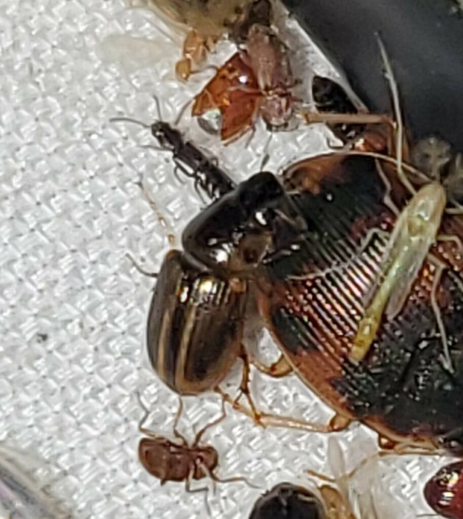 Labarrus cincticulus from San Saba County, TX, USA on August 15, 2023 ...