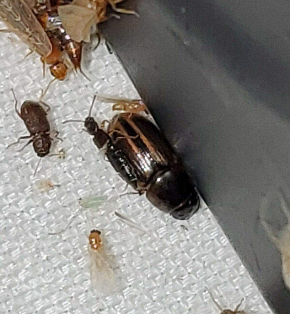 Labarrus cincticulus from San Saba County, TX, USA on August 15, 2023 ...