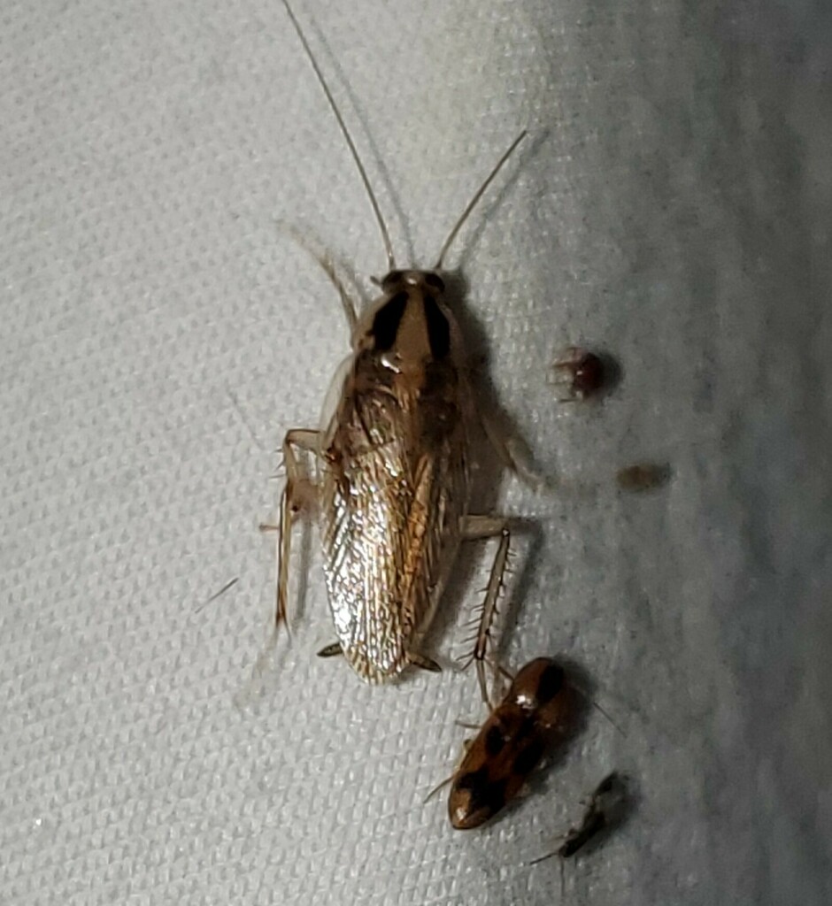 Field Cockroach from San Saba County, TX, USA on August 15, 2023 at 10: ...