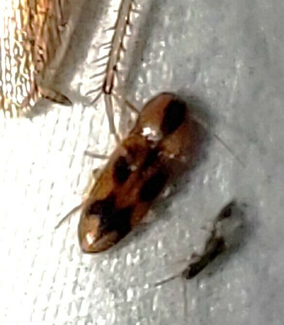Sweet Click Beetle from San Saba County, TX, USA on August 15, 2023 at ...