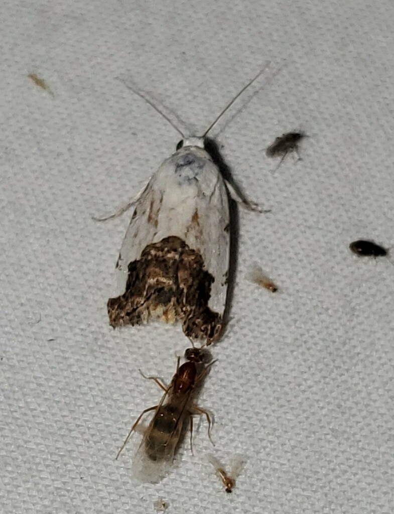 Four-patched Bird-dropping Moth from San Saba County, TX, USA on August ...