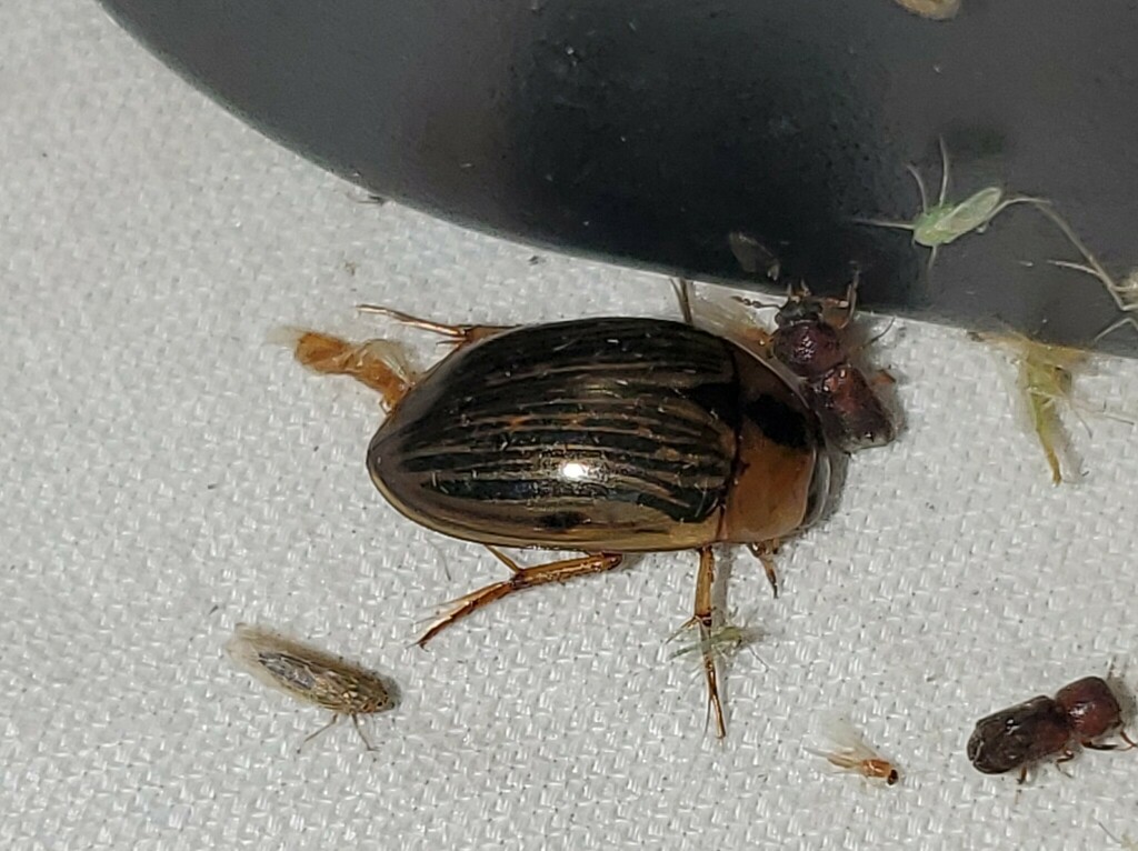 Tropisternus collaris mexicanus from San Saba County, TX, USA on August ...