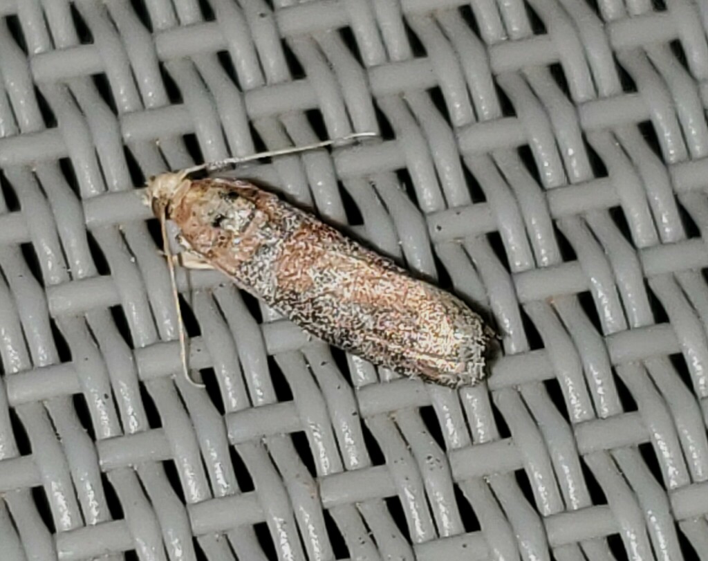 Red-splashed Leafroller Moth from San Saba County, TX, USA on August 16 ...