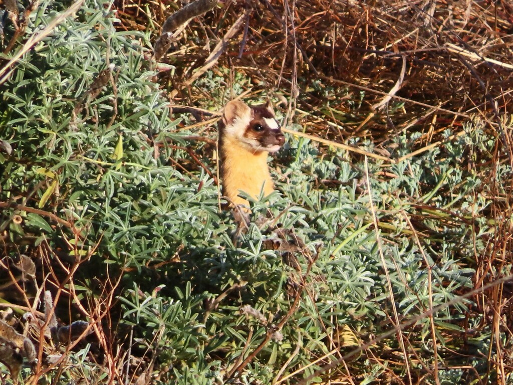 Long-tailed Weasel from San Simeon, CA 93452 on August 19, 2023 at 06: ...