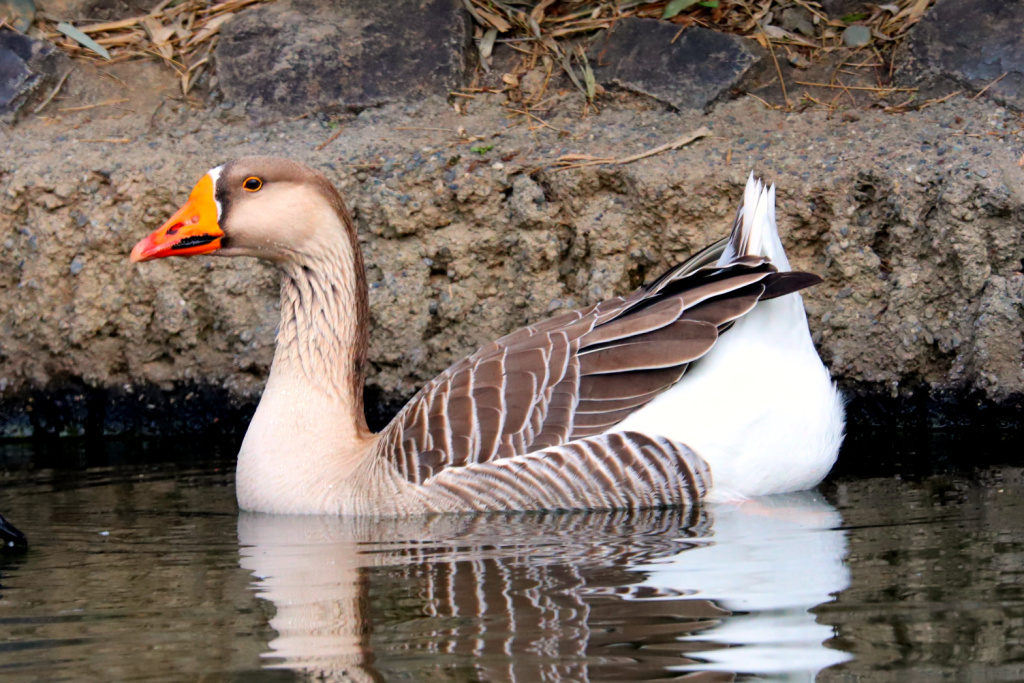 Greylag × Swan Goose from Mayor Anne Rudin Peace Pond, Land Park Dr ...