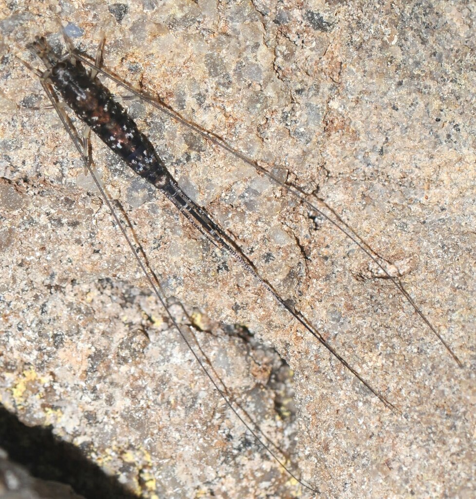 Machiloides from Johalvin Cave, Kleintuin Kop, Kalk Bay, Western Cape ...