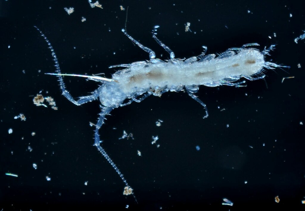 Isopods in November 2011 by Peter Swart. Small, 2mm from memory ...
