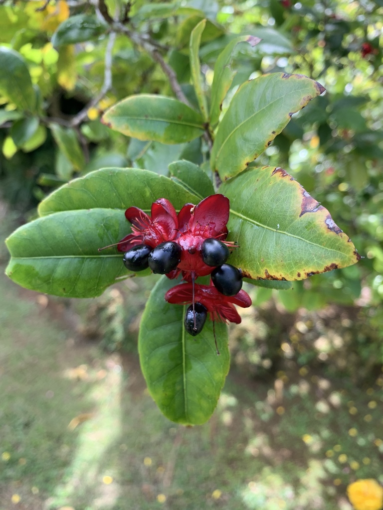 Mickey Mouse Plant from S-16, Mangilao, GU, US on February 07, 2019 at ...