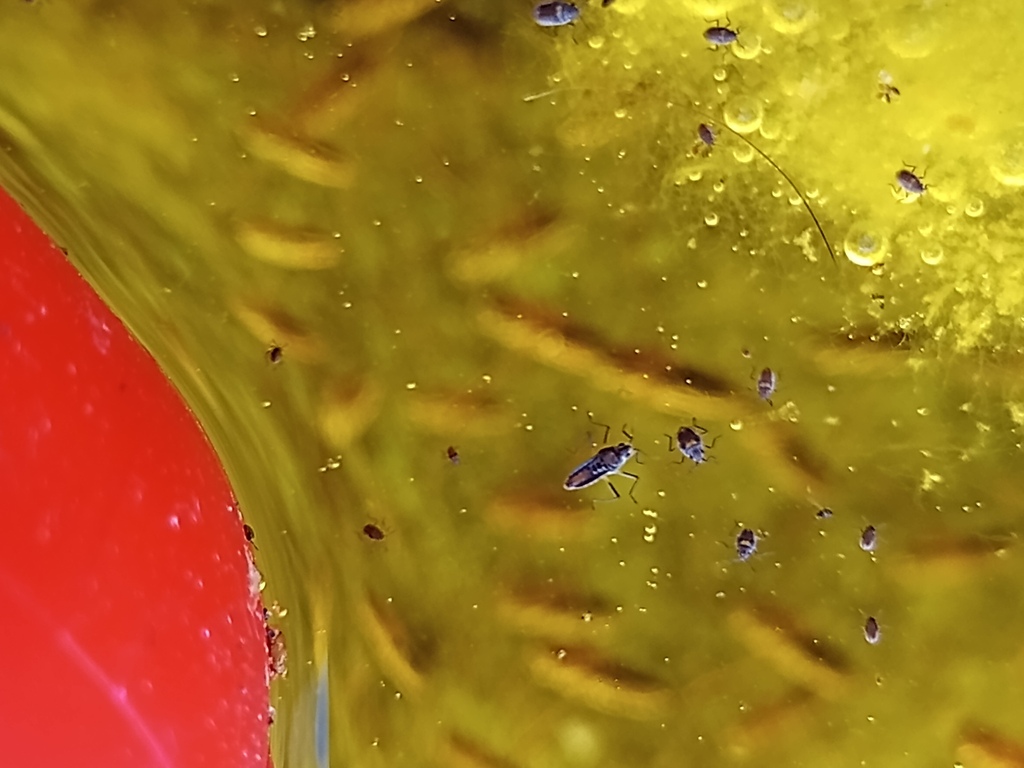 Microvelia pulchella from Ribeira do Pombal - BA, Brasil on August 19 ...