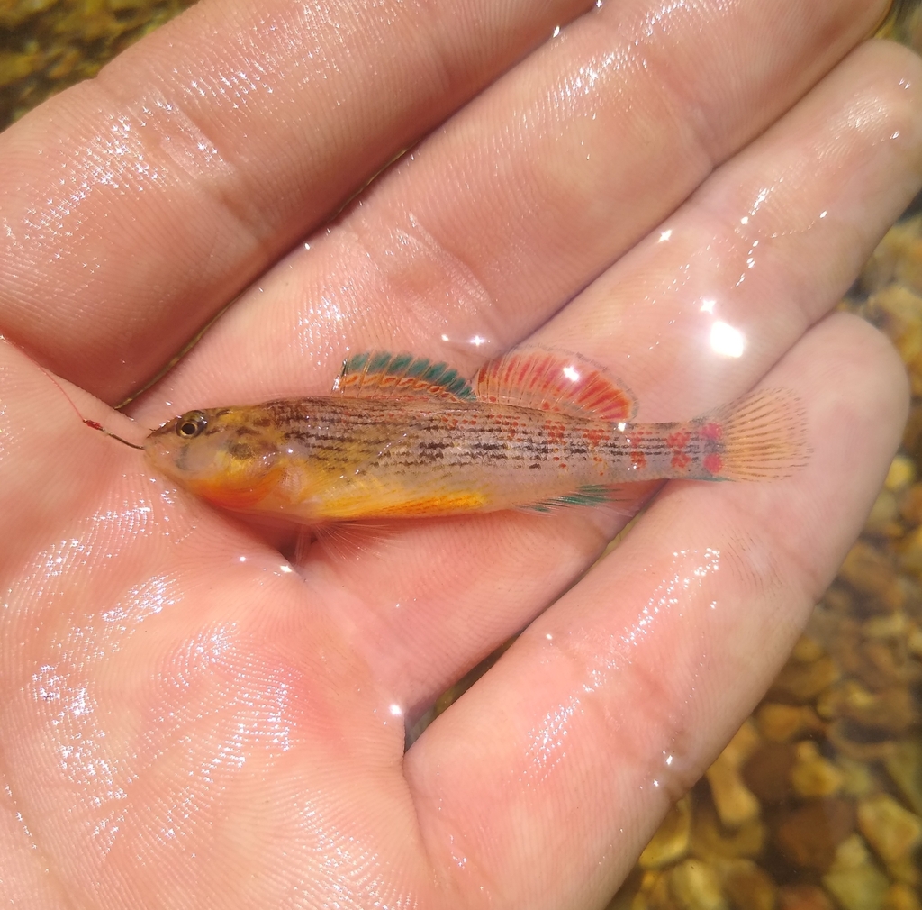 Orangethroat Darter from Steelville, MO 65565, USA on August 19, 2023 ...