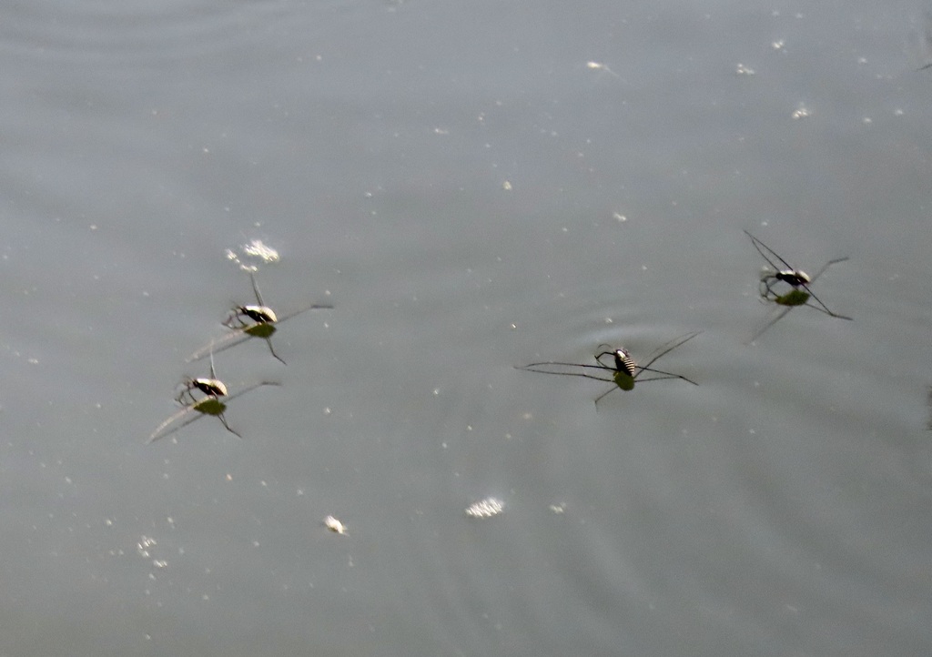 Metrobates hesperius from Columbia, SC, USA on August 19, 2023 at 10:09 ...