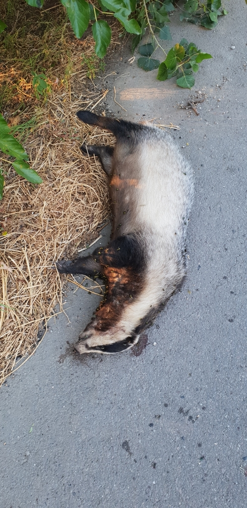 European Badger from DN51, România on August 23, 2018 at 06:58 PM by ...