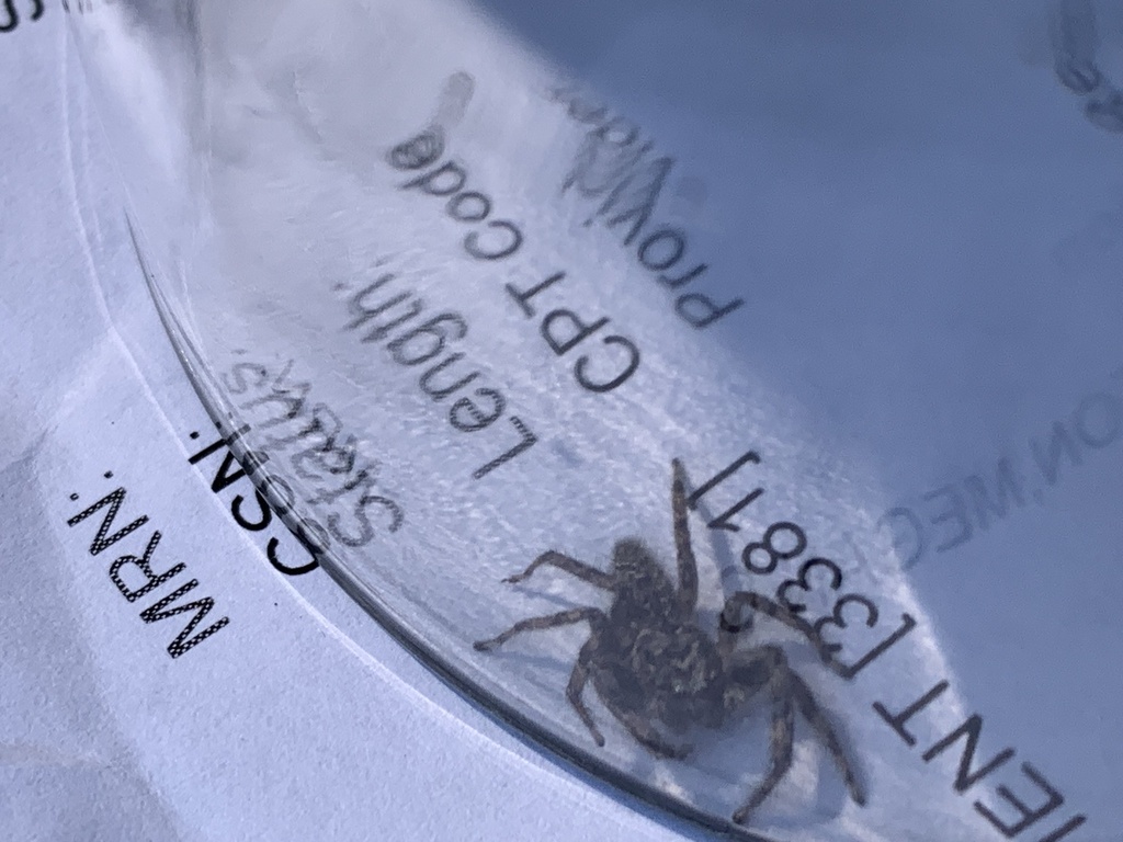 Tan Jumping Spider from Creekwood Ct, Batavia, OH, US on August 19 ...