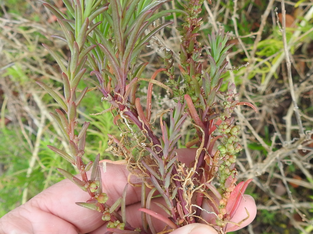 Annual Seepweed from Monroe County, FL, USA on January 21, 2019 at 03: ...