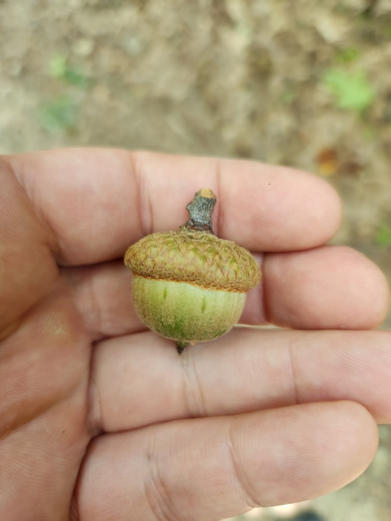oaks from Chimney Rock on August 19, 2023 at 11:46 AM by Leo · iNaturalist