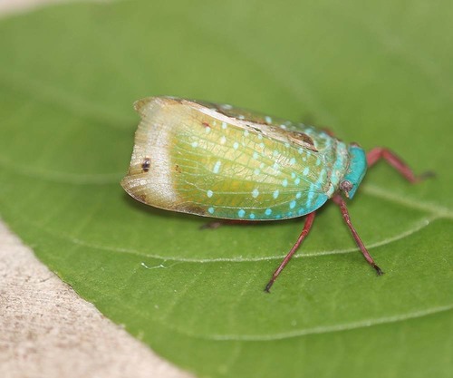 Genus Loxocephala · iNaturalist