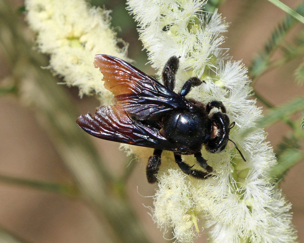Arizona Carpenter Bee from Pima County, AZ, USA on August 16, 2023 at ...