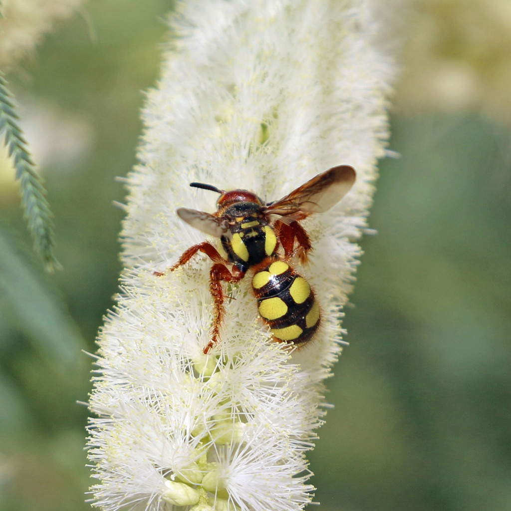 Eight-spotted Scoliid Wasp from Pima County, AZ, USA on August 16, 2023 ...